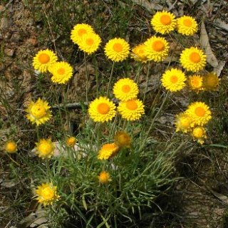 Xerochrysum viscosum